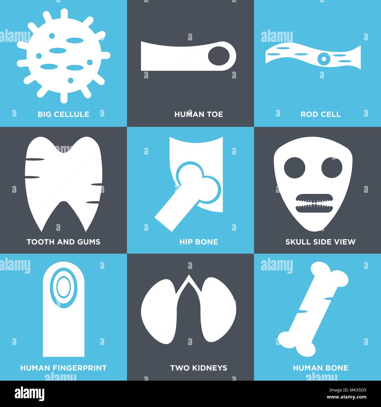 Set Of 9 simple editable icons such as Human Bone, Two Kidneys ...