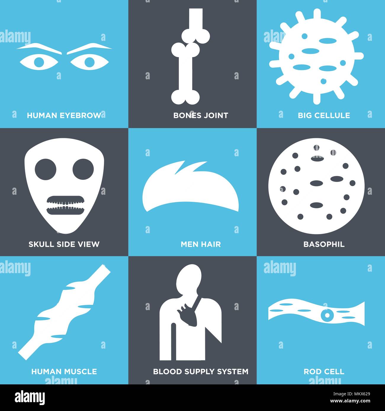 Set Of 9 simple editable icons such as Rod Cell, Blood Supply System ...