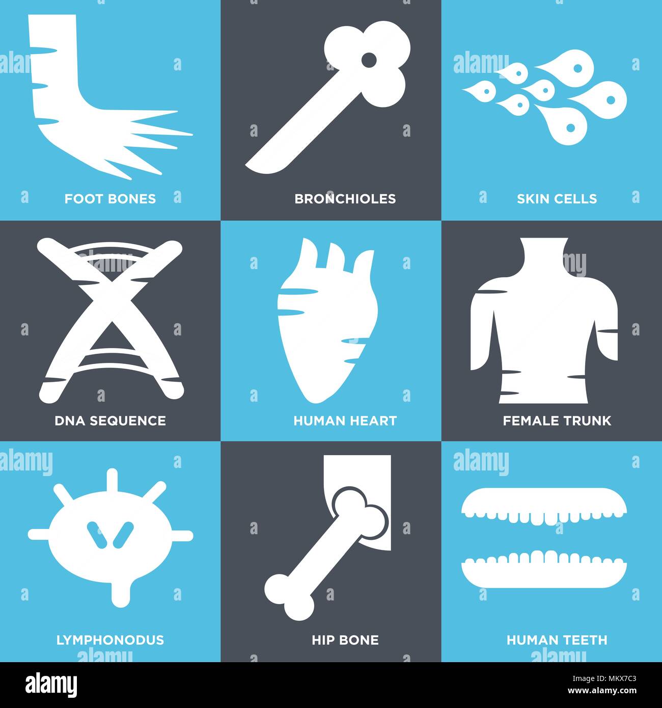 Set Of 9 simple editable icons such as Human Teeth, Hip Bone ...