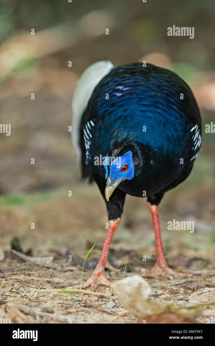 Crested fireback pheasant hi-res stock photography and images - Alamy