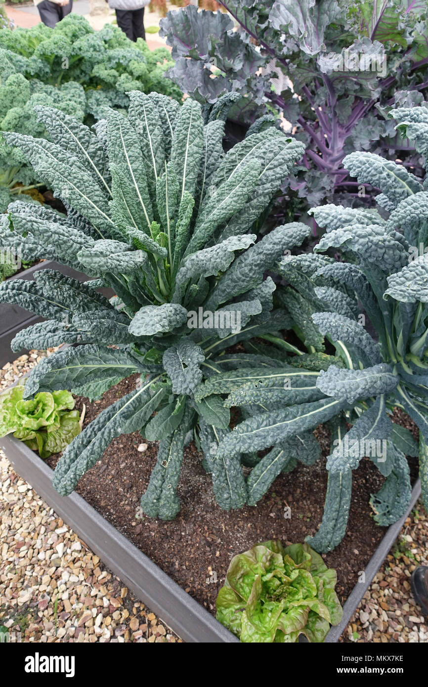 Dinosaur Kale High Resolution Stock Photography and Images - Alamy