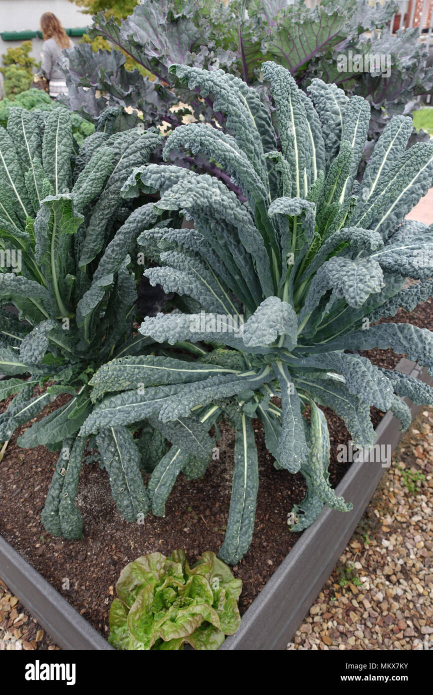 Lacinato kale hi-res stock photography and images - Alamy