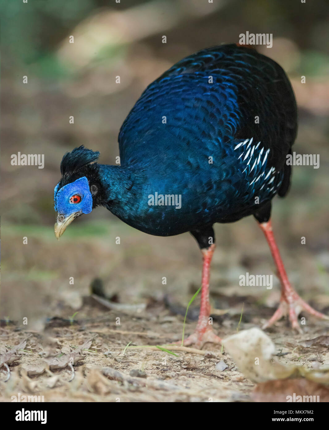 Crested Fireback (Lophura ignita) race "rufa Stock Photo - Alamy
