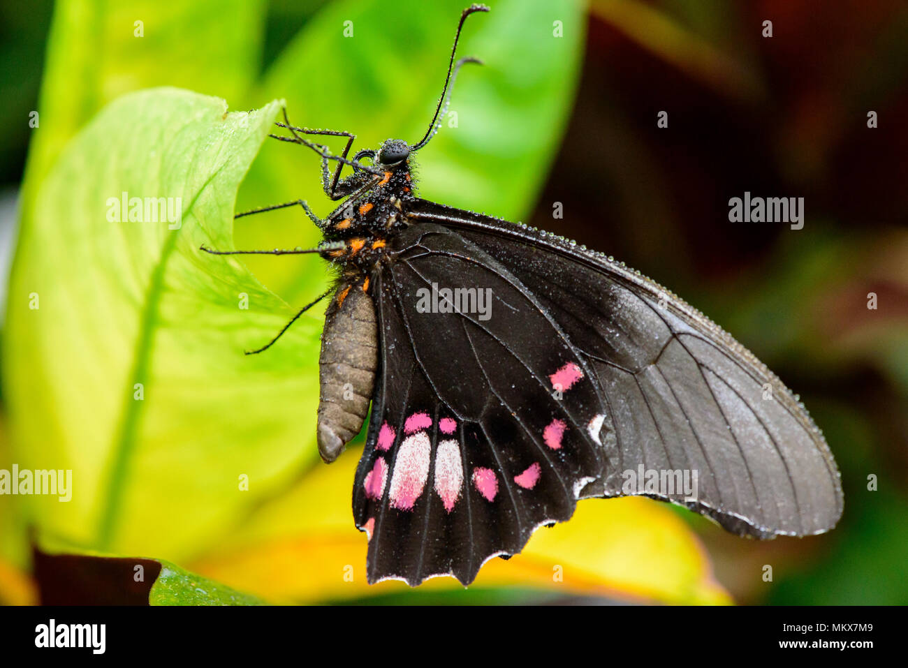 Great Mormon Butterfly (Papilion Memnon) on leaf, Macrophography Stock ...