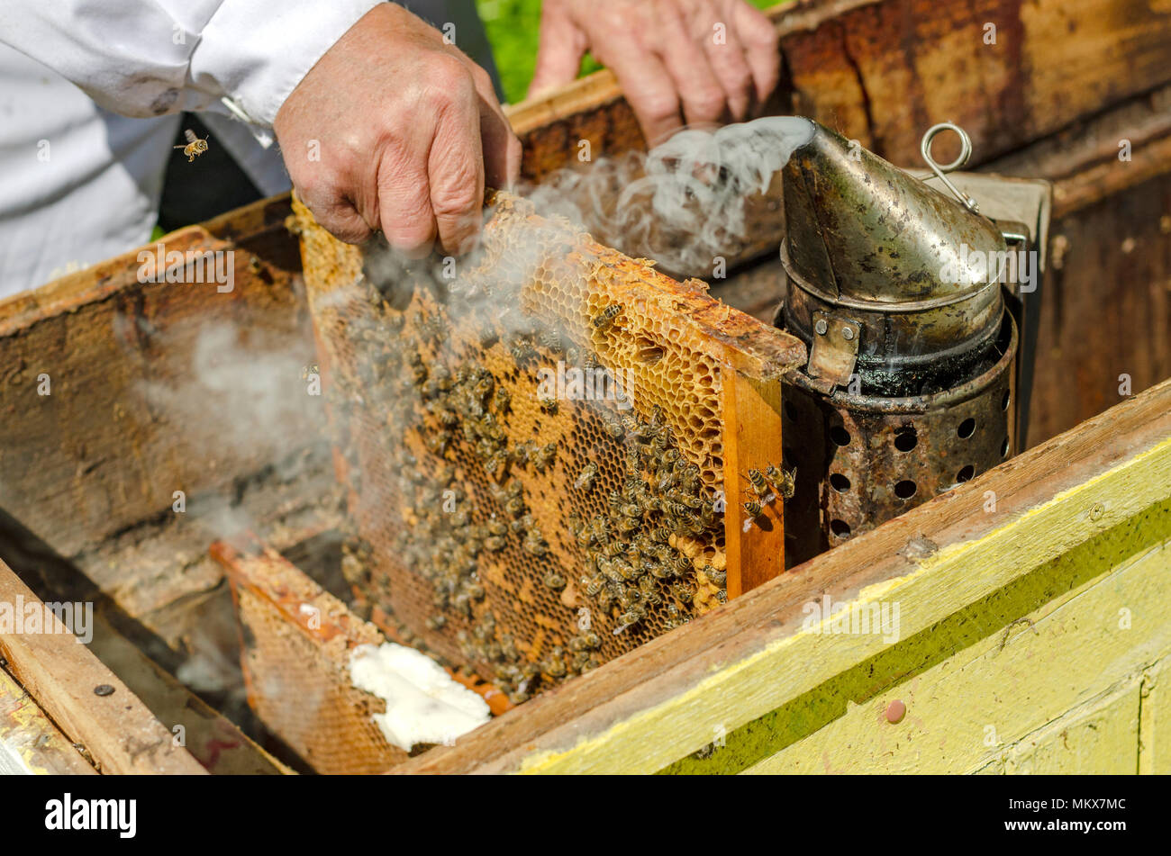 senior apiarist making inspection in apiary in the springtime Stock ...