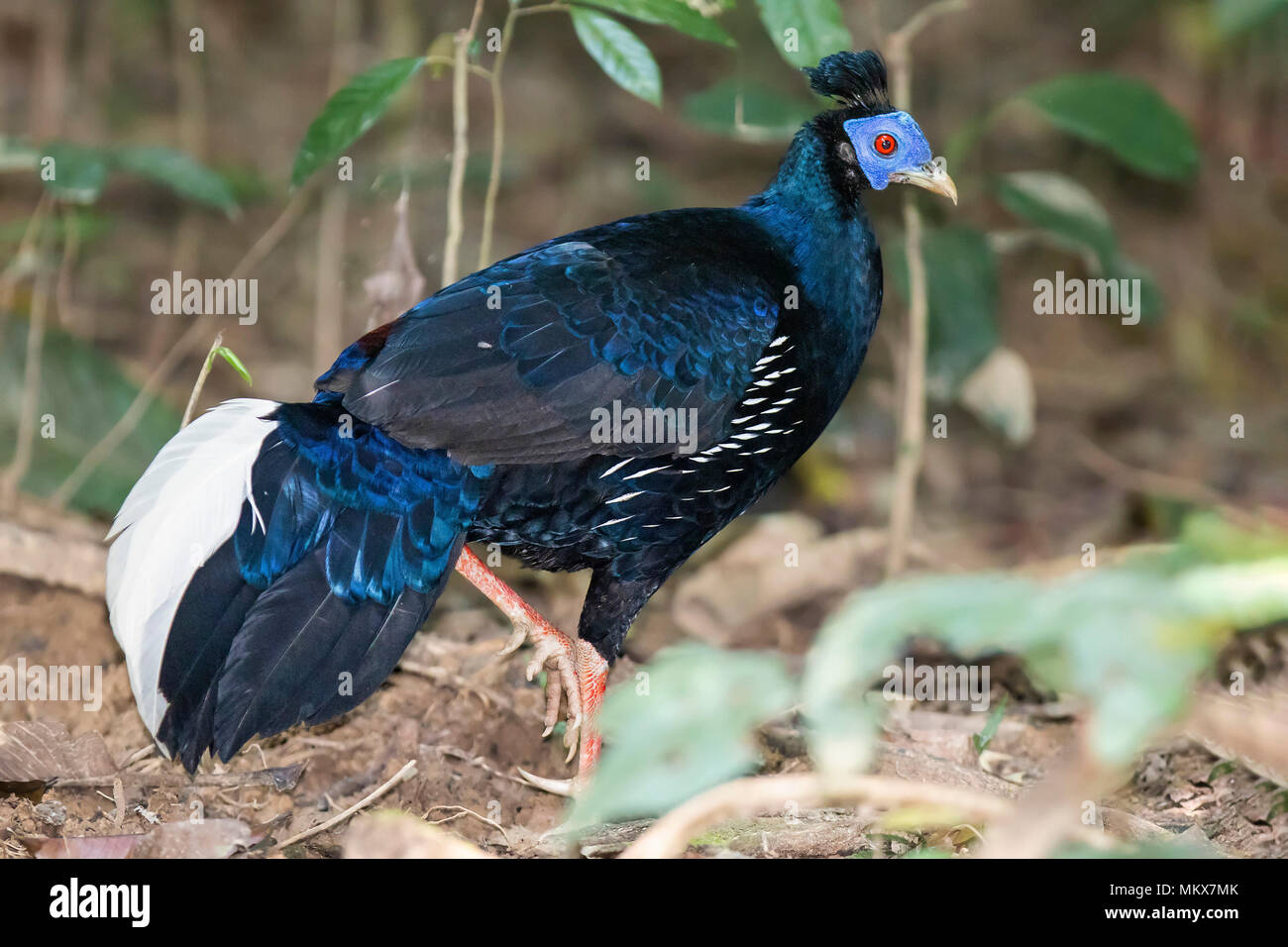 Crested Fireback (Lophura ignita) race "rufa Stock Photo - Alamy