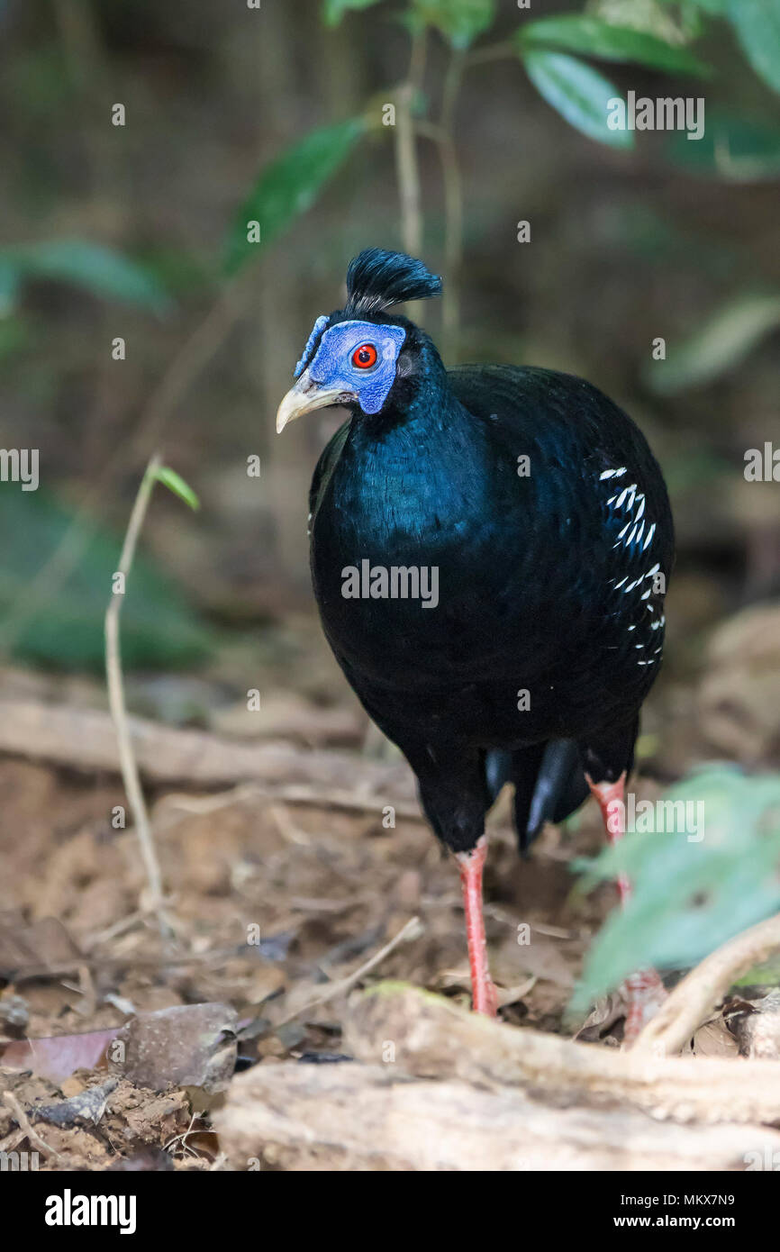 Crested Fireback (Lophura ignita) race "rufa Stock Photo - Alamy