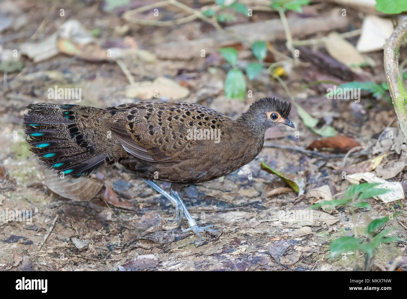 Malaysian Peacock Pheasant