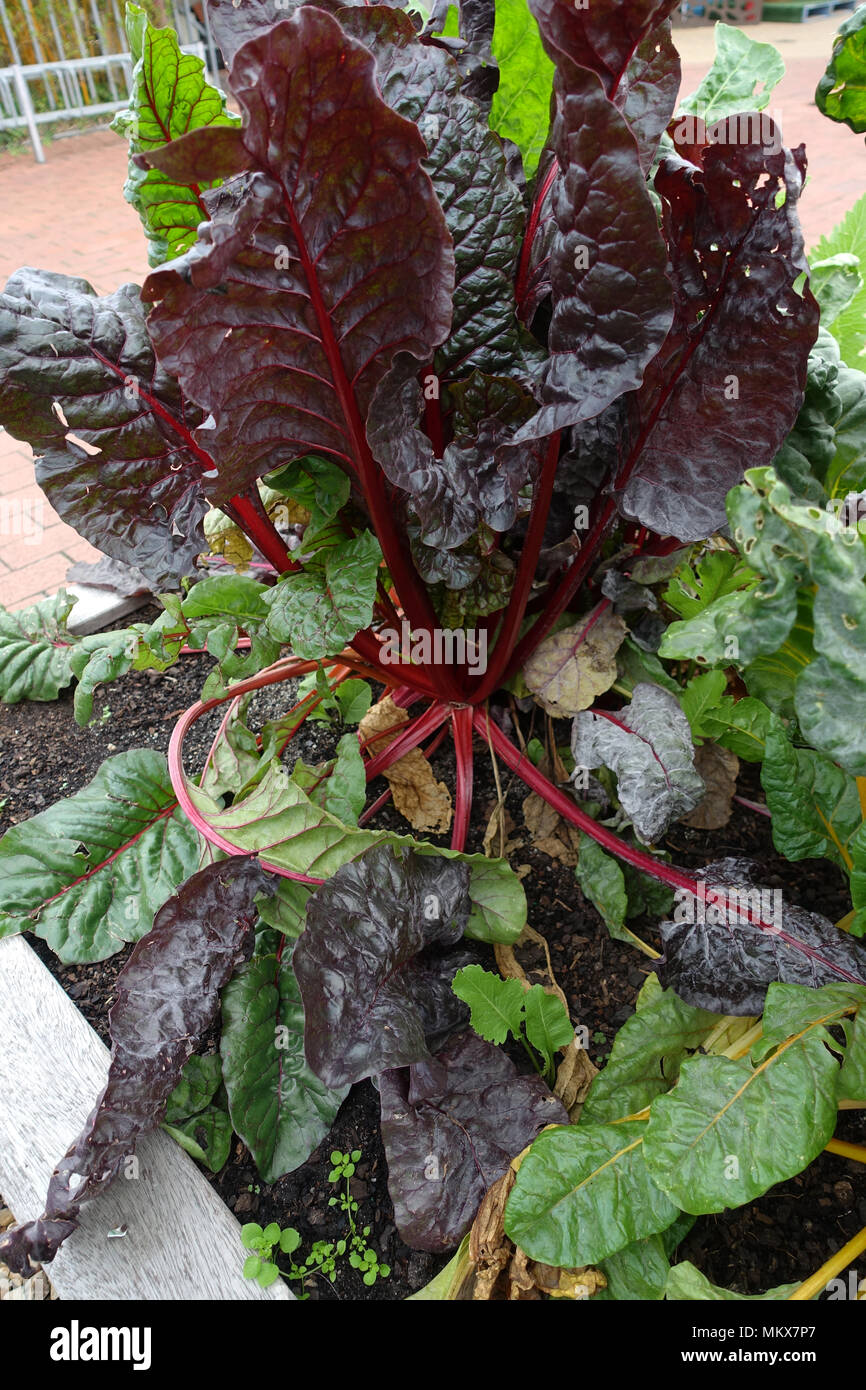 Healthy growing Red Chard Silverbeet Stock Photo - Alamy