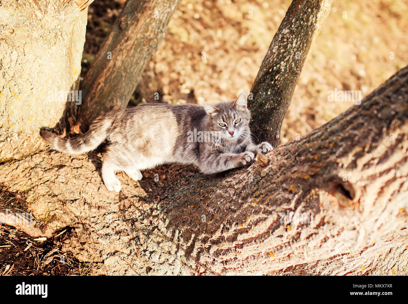 Sharpens claws hi-res stock photography and images - Alamy