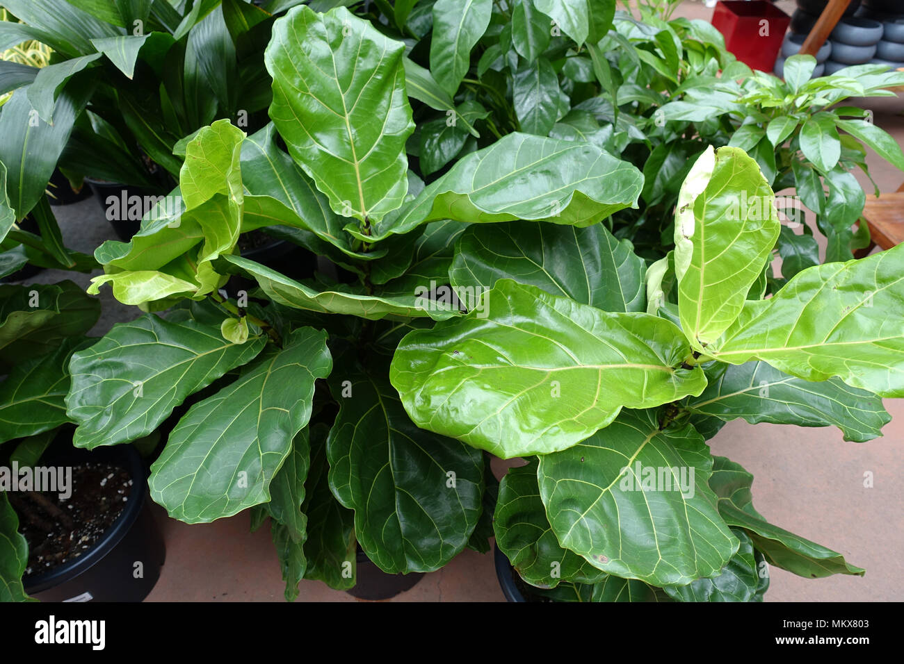 African fig tree hi-res stock photography and images - Alamy