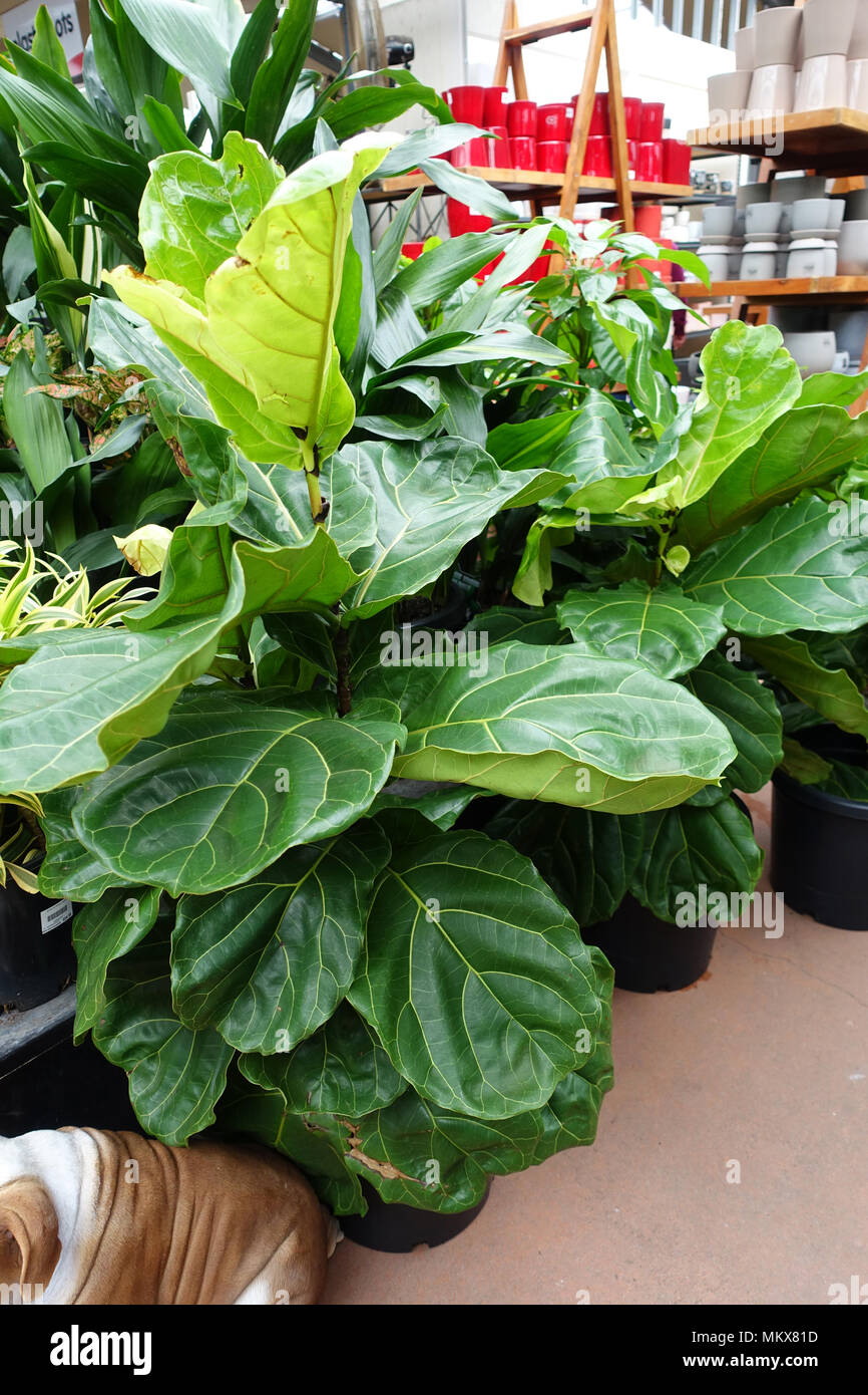 Ficus Lyrata or known as Fiddle-Leaf Fig Stock Photo - Alamy