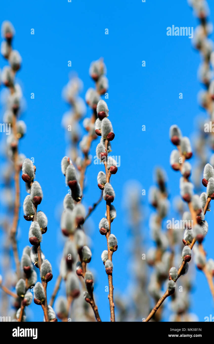 Blue stem willow hi-res stock photography and images - Alamy