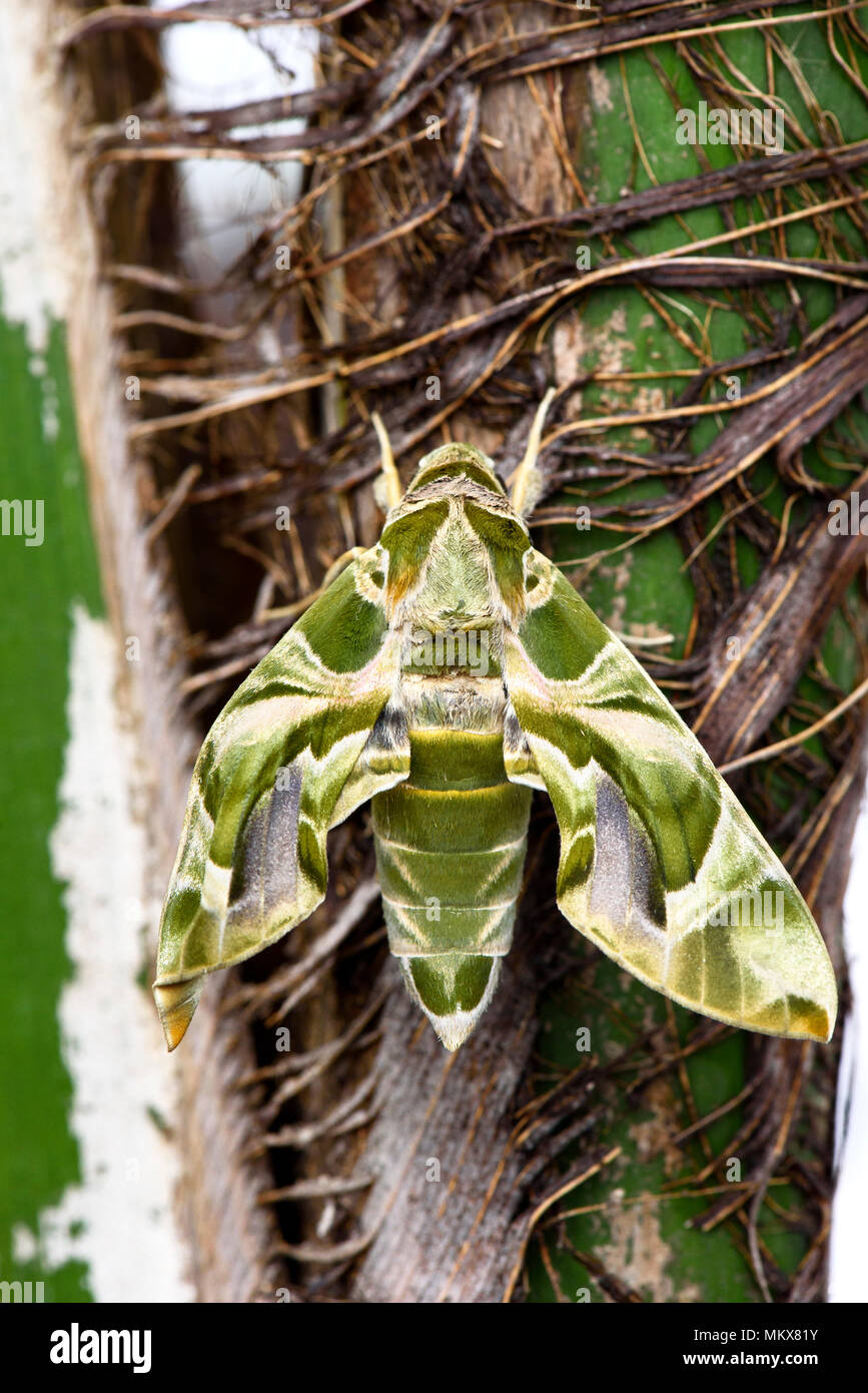 Oleander hawk moth hi-res stock photography and images - Alamy