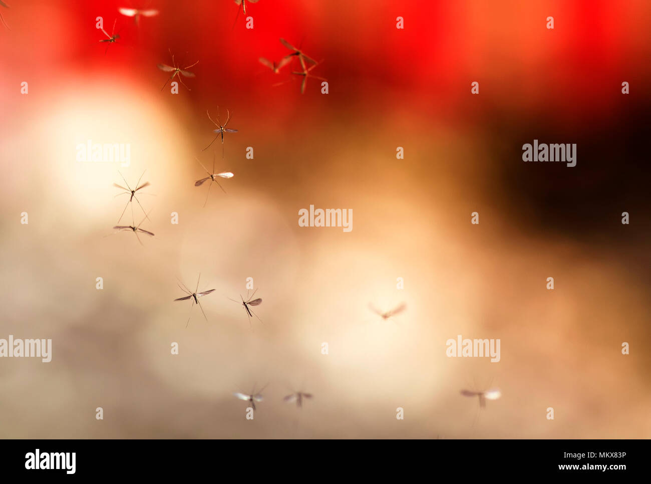 Harmful Insect High Resolution Stock Photography and Images - Alamy