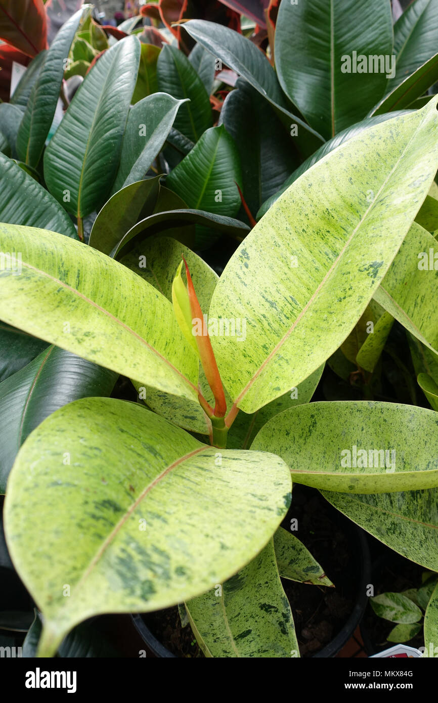 Ficus elastica hi-res stock photography and images - Alamy