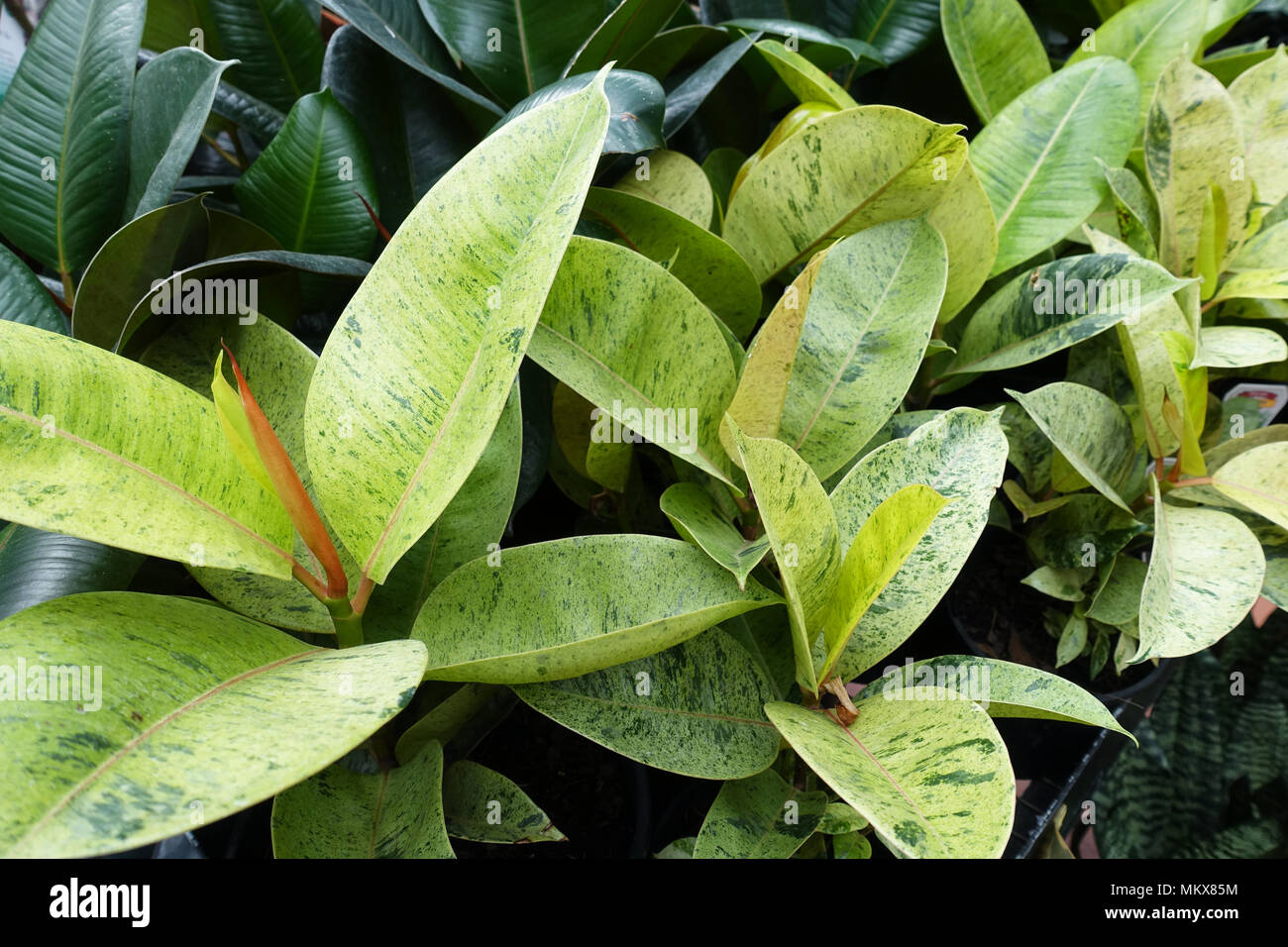 Ficus elastica hi-res stock photography and images - Alamy