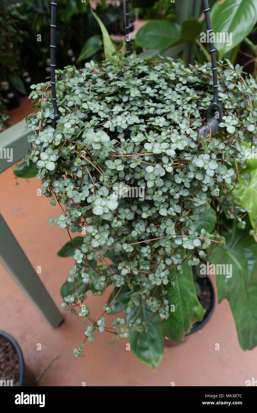 Pilea hi-res stock photography and images - Alamy