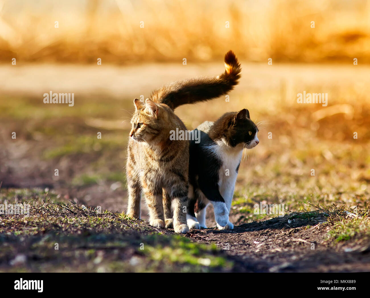 Looking in different directions hi-res stock photography and images - Alamy