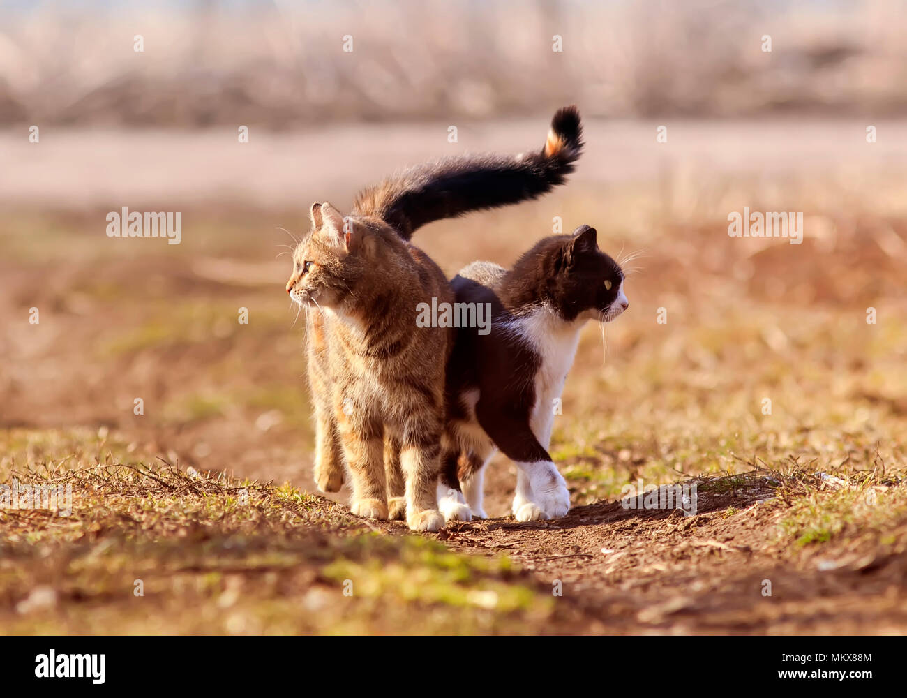 two cute cat standing in a meadow huddled together and looking in ...