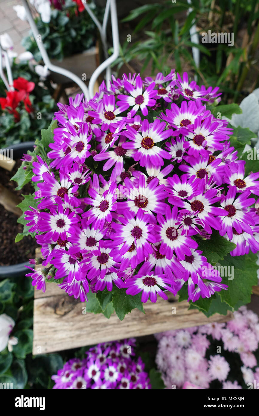 Ultraviolets hi-res stock photography and images - Alamy