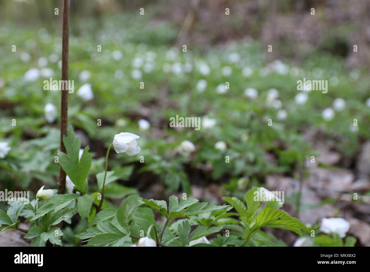 Wood anemone in forest hi-res stock photography and images - Alamy