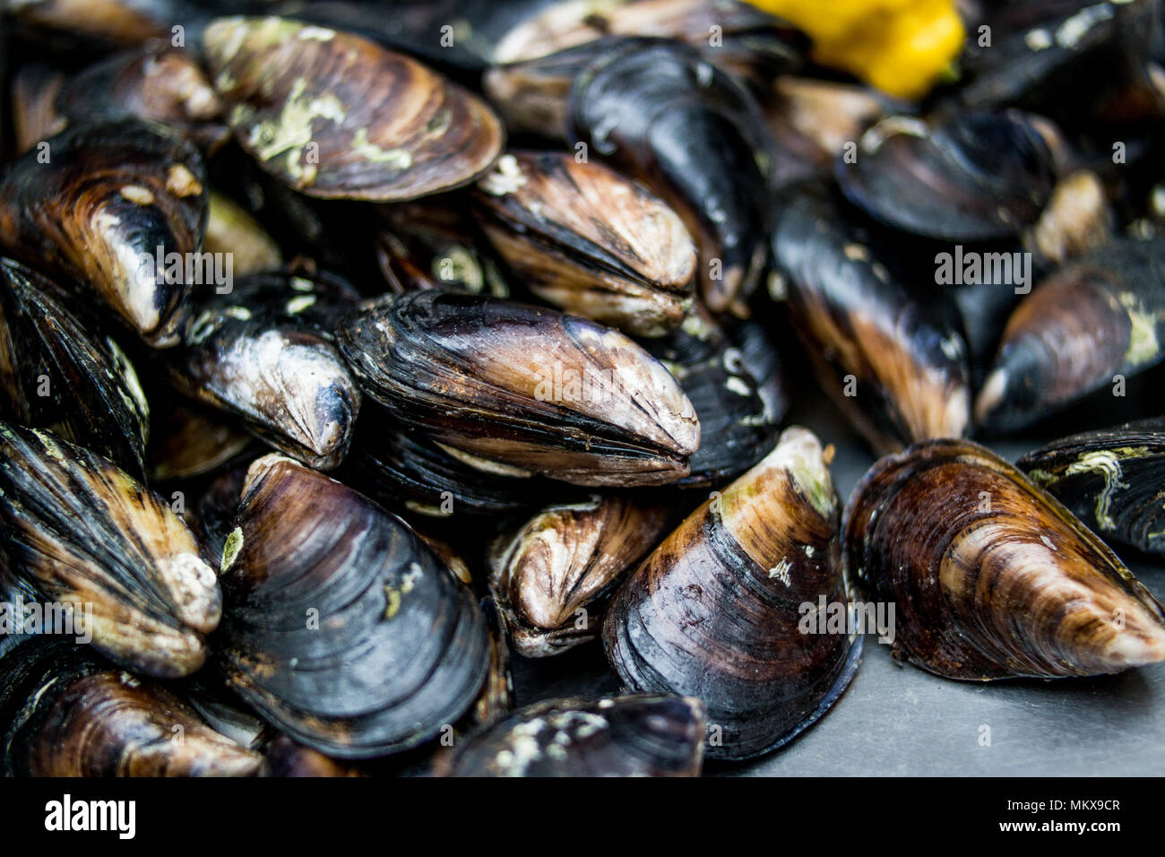 Turkish Street Food Stuffed Mussels / Midye Dolma. traditional food ...