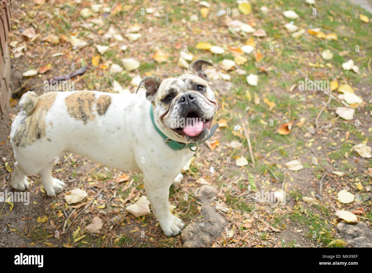 Dog in nature hi-res stock photography and images - Alamy