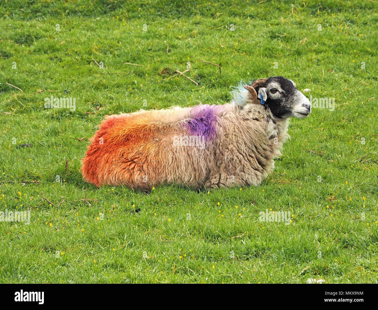 Fluff effect hi-res stock photography and images - Alamy