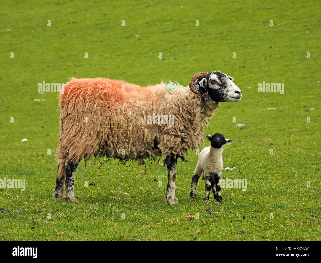 Red faced child hi-res stock photography and images - Alamy