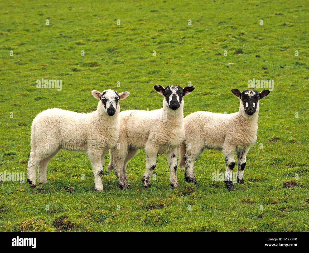 three young lambs lined up together looking straight at camera ...