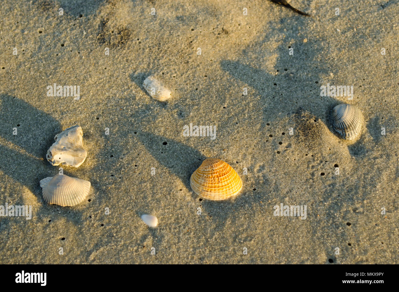 sea shells at beach Stock Photo - Alamy