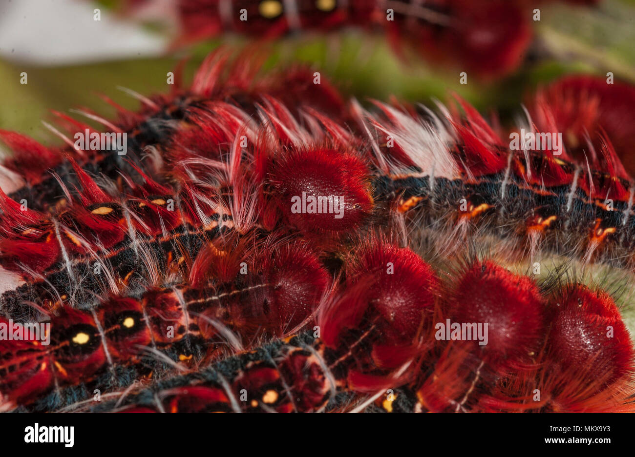 Red caterpillars of the White Morpho butterfly, Morpho epistrophus ...