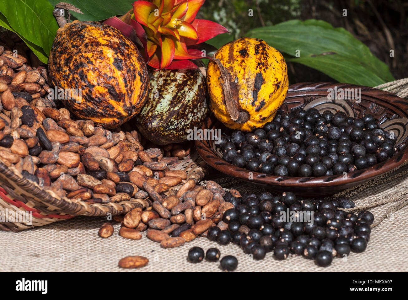 Cocoa pods leaves hi-res stock photography and images - Alamy
