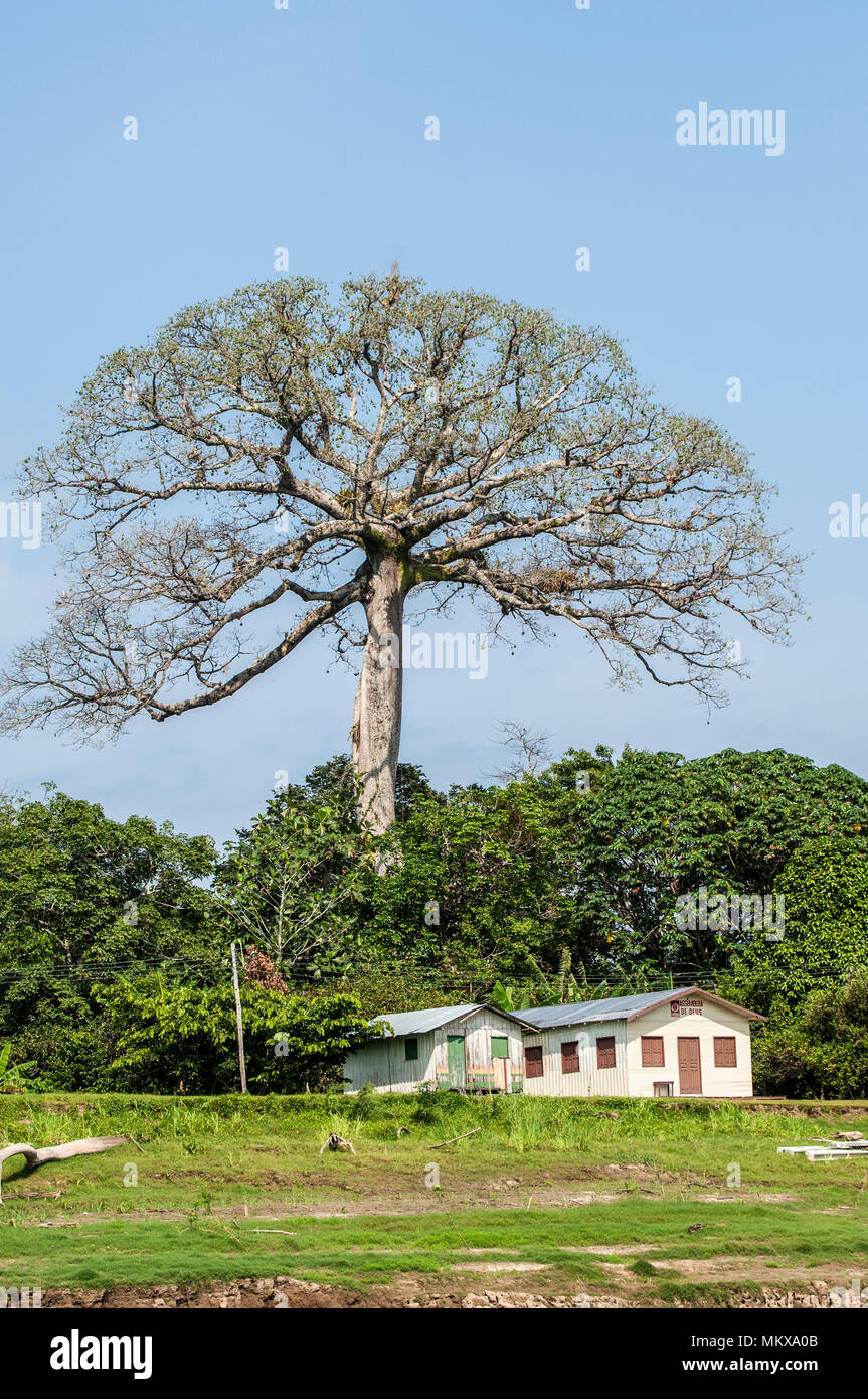 Brazil kapok tree hi-res stock photography and images - Alamy