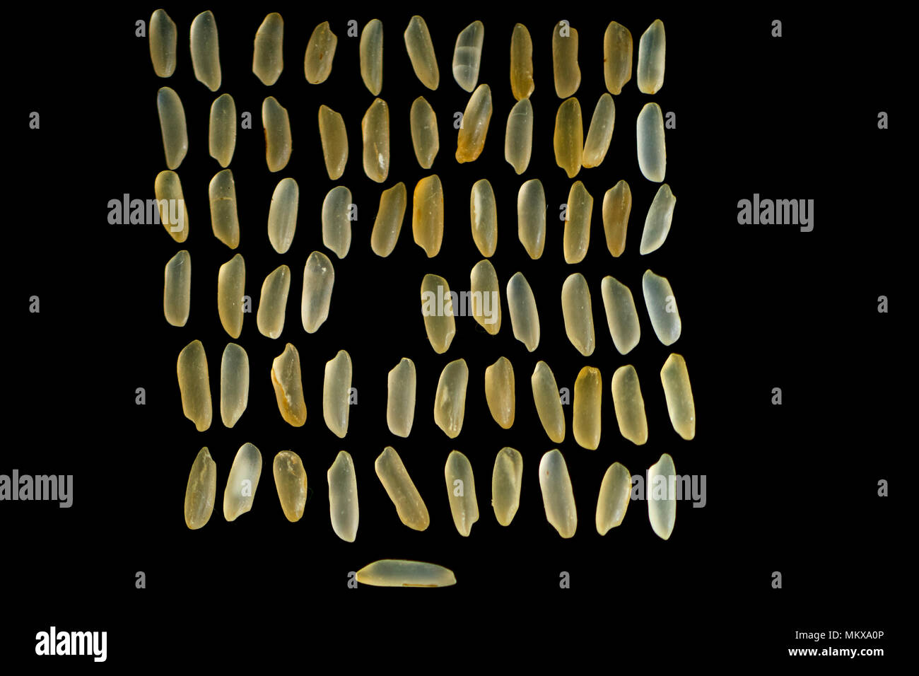 An ounce, or 65 grains, of rice Stock Photo - Alamy