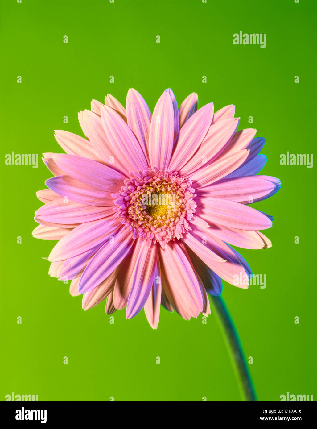 Gerba hi-res stock photography and images - Alamy