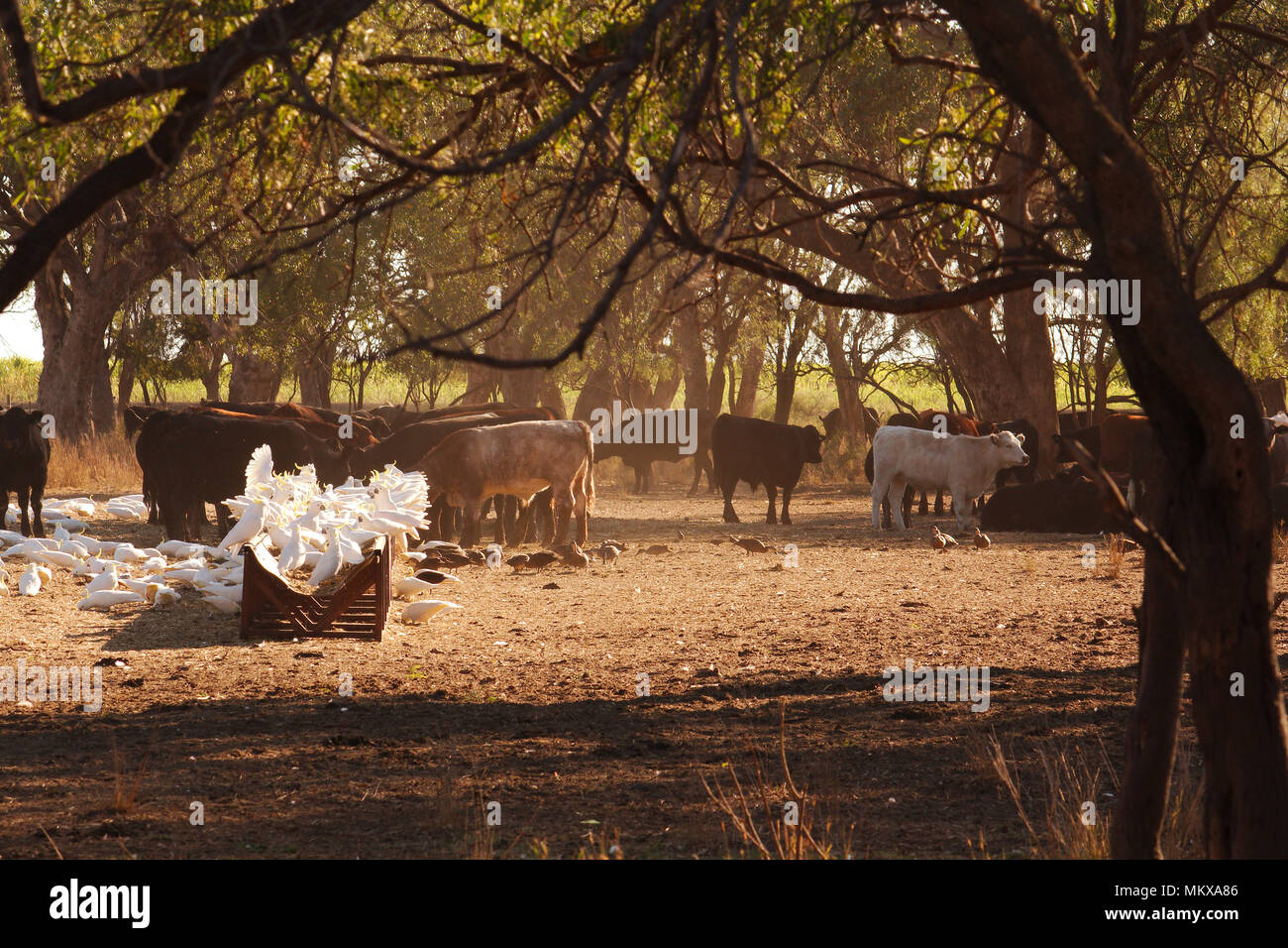 The cattle stand under the shade of the tree whilst the cockatoos and ...
