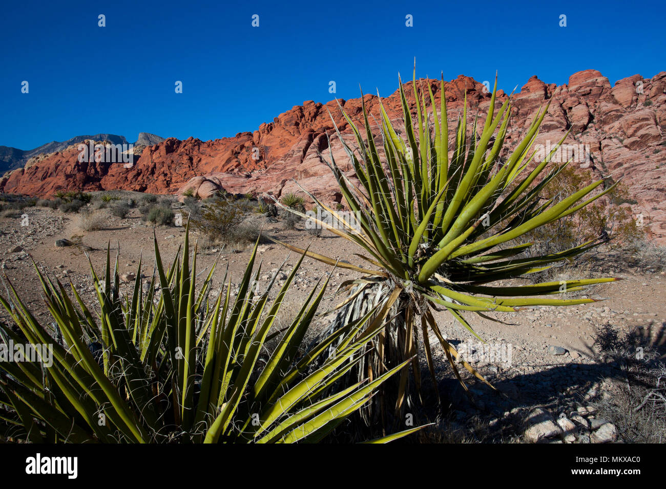 Red yucca hi-res stock photography and images - Alamy