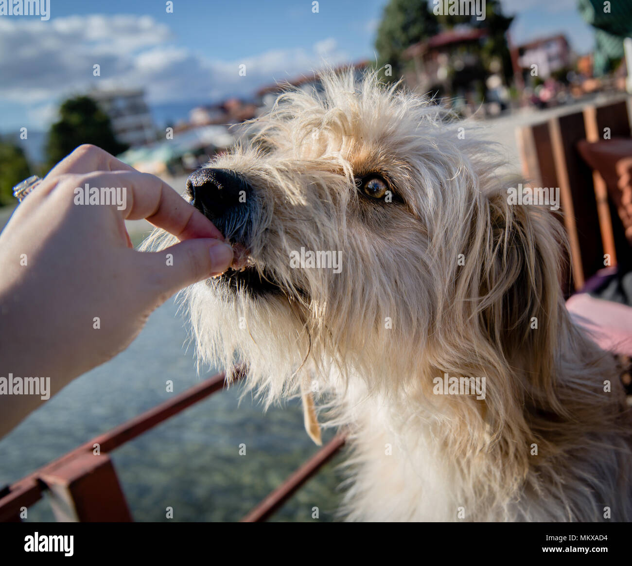 The stray dog café hi-res stock photography and images - Alamy