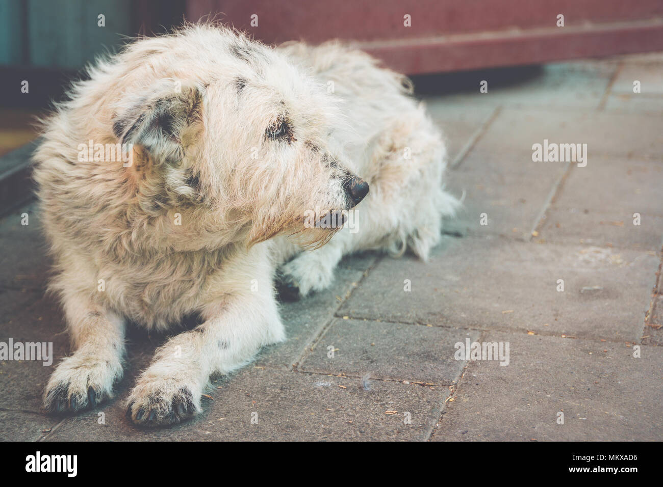 Stray mutt hi-res stock photography and images - Alamy