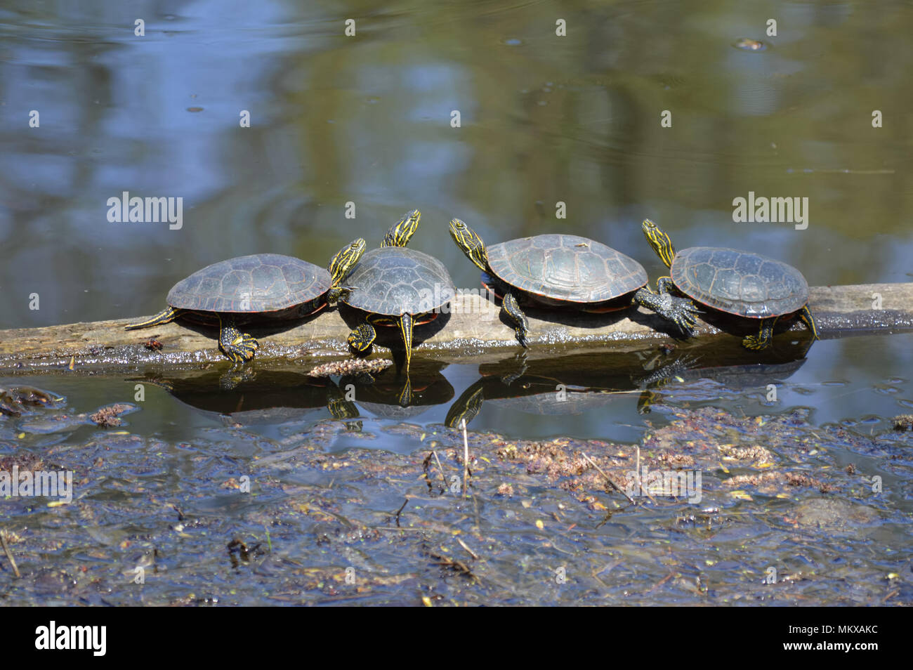 Brown wood turtles hi-res stock photography and images - Alamy