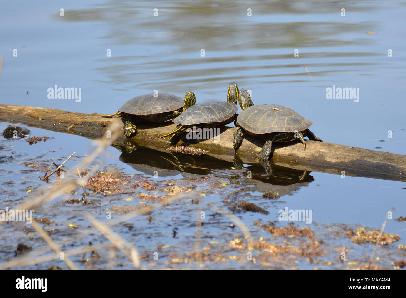 Turtles on the log Stock Photo - Alamy