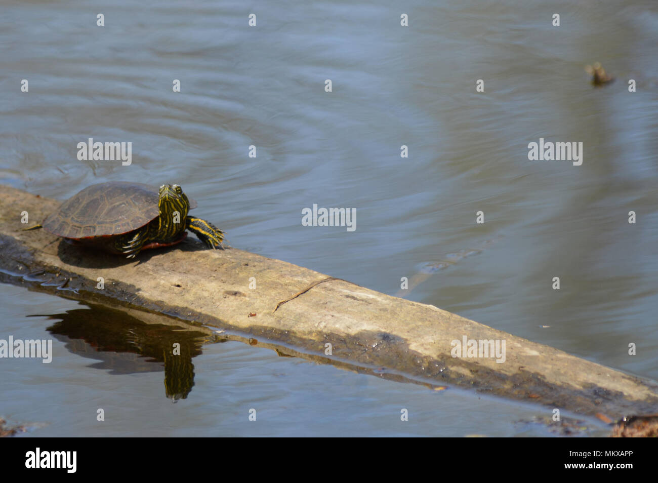 Turtles on the log Stock Photo - Alamy