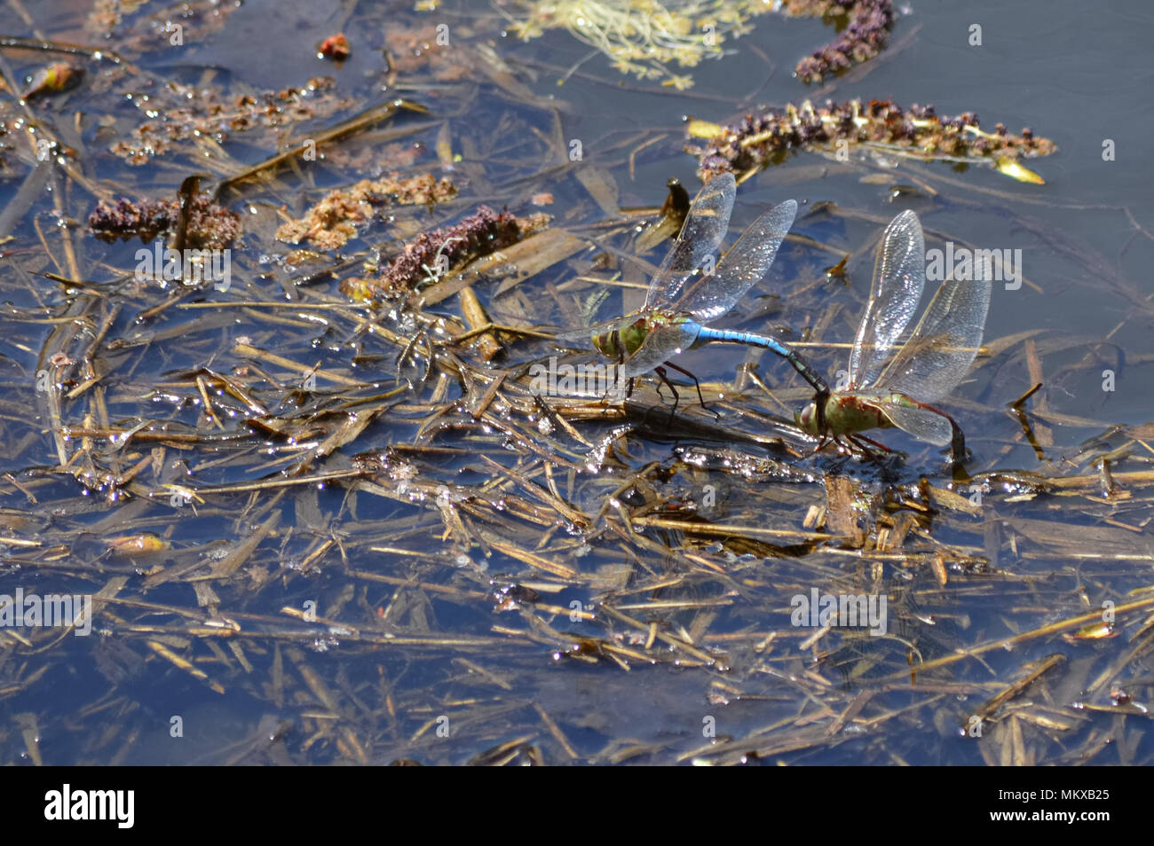 Dragonflies on the pond hi-res stock photography and images - Alamy
