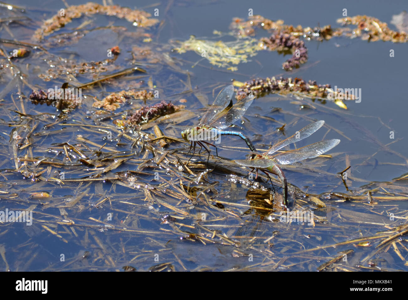 Dragonflies on the pond hi-res stock photography and images - Alamy