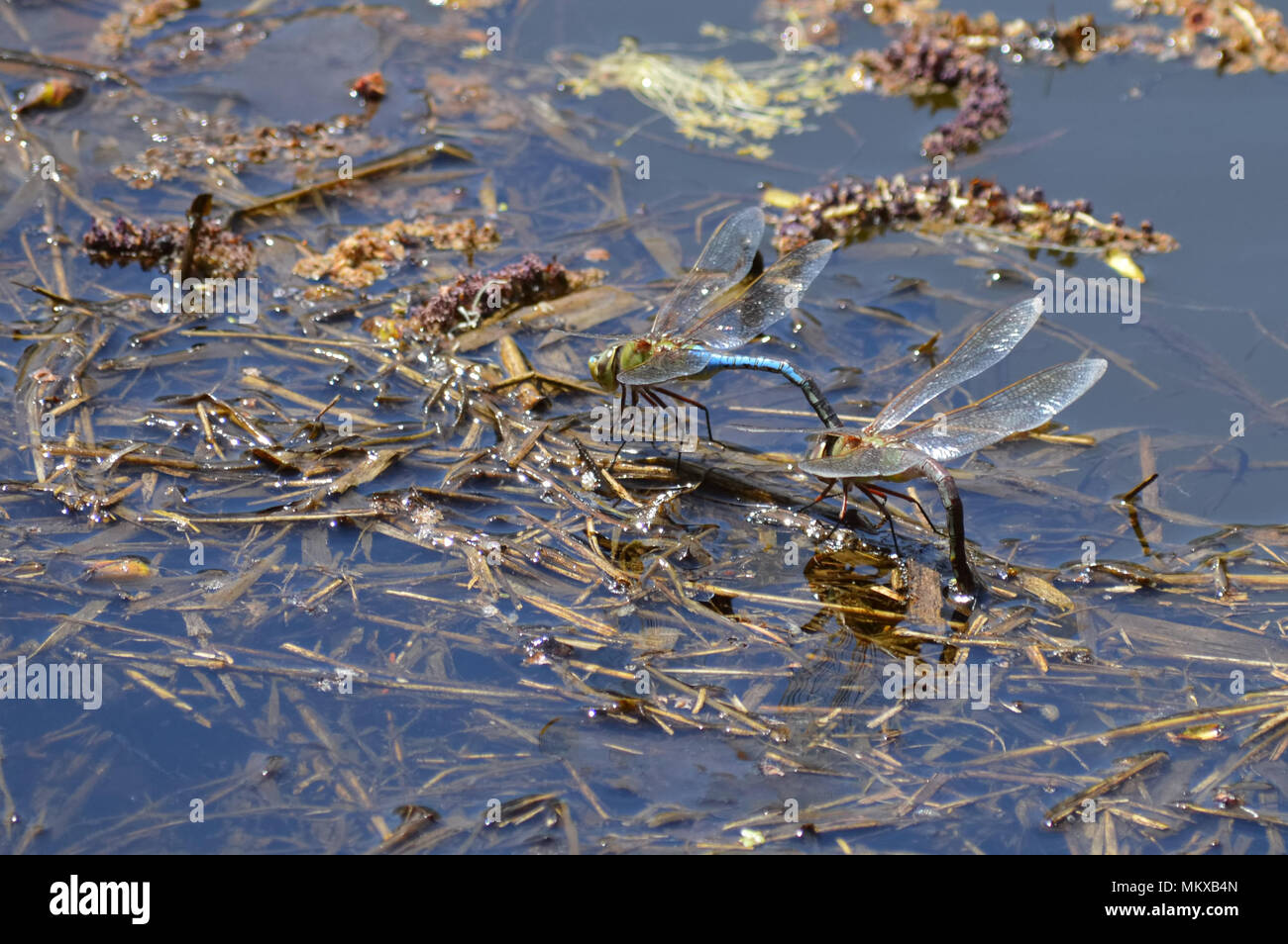 Dragonflies on the pond hi-res stock photography and images - Alamy