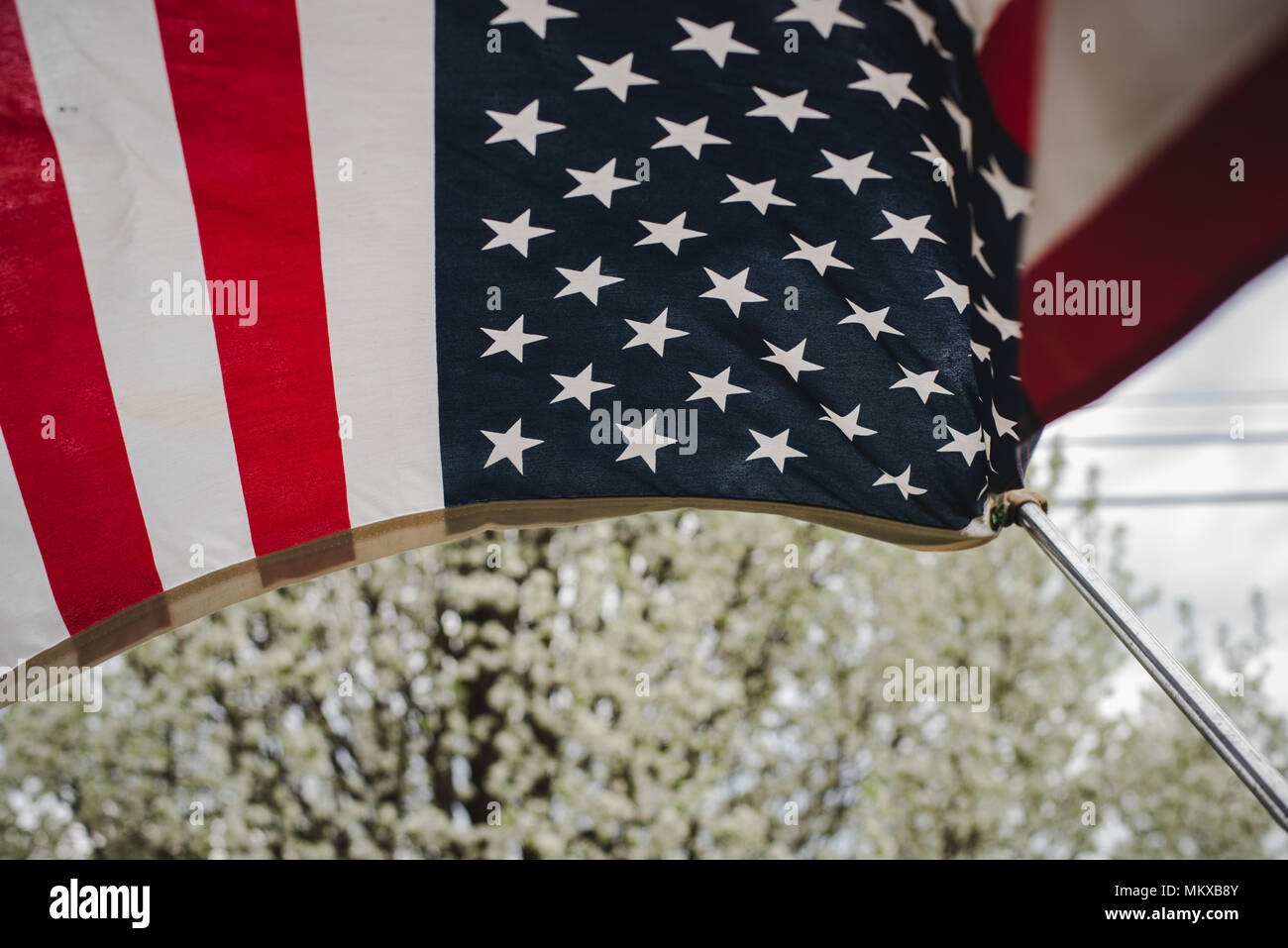 An American flag pictured in front of a blooming tree in the spring ...