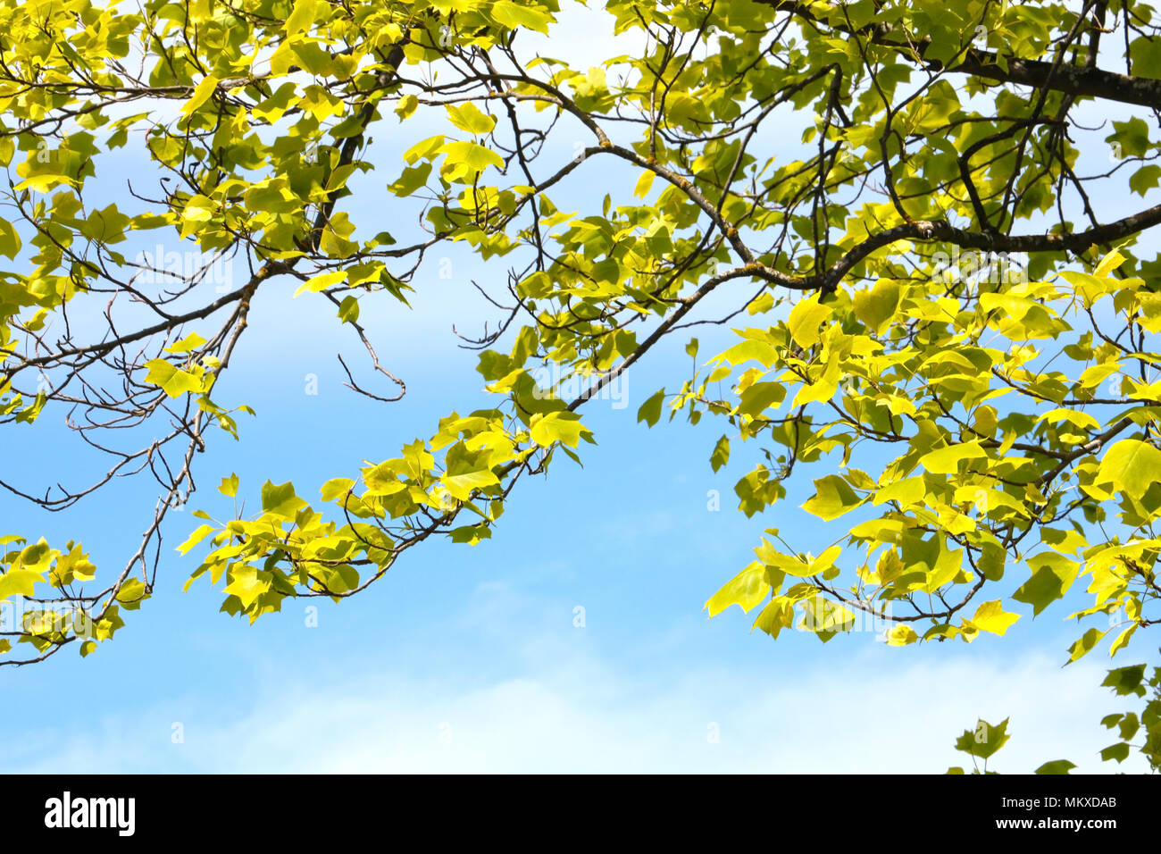 Sunlit leaves hi-res stock photography and images - Alamy