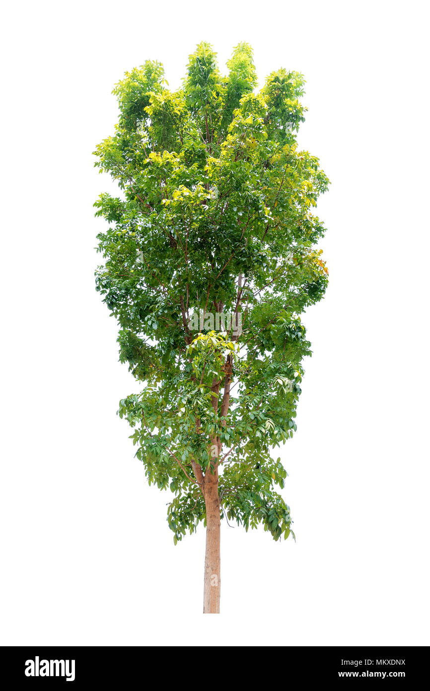 Closeup Big Mahogany Tree isolated on white background Stock Photo - Alamy